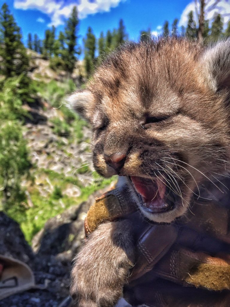 Five Fast Facts For Friday Cougar Kittens Pamela Mcdowell