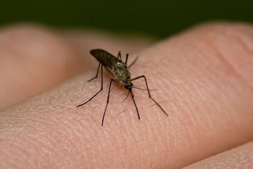 DDT and the Osprey | Pamela McDowell